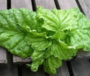 Valentino, Basil Seeds | Urban Farmer