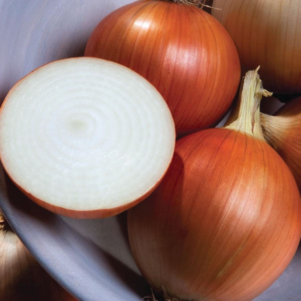 Oracle, (F1) Onion Seeds | Urban Farmer