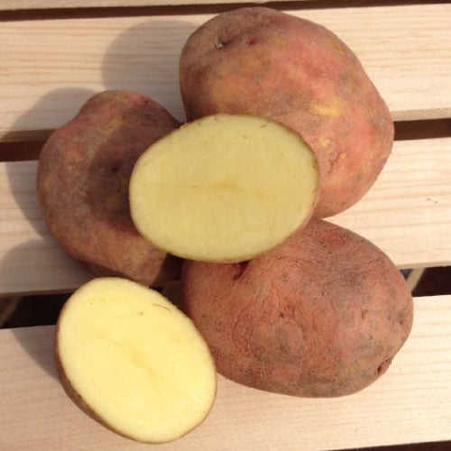 Red Gold, Seed Potatoes | Urban Farmer