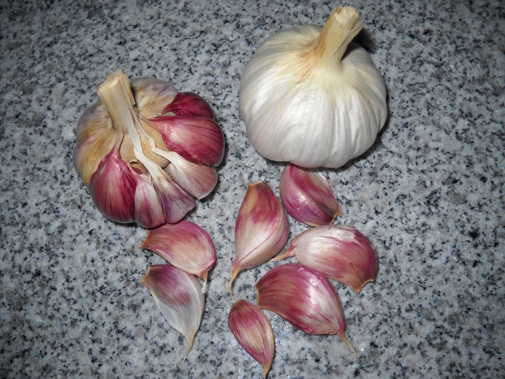Ajo Rojo, Garlic | Urban Farmer