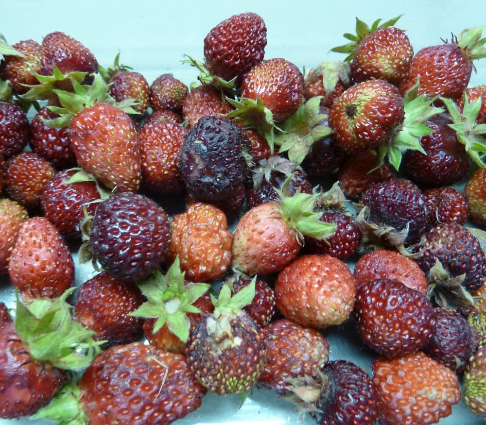 Musk, Strawberry Seeds | Urban Farmer