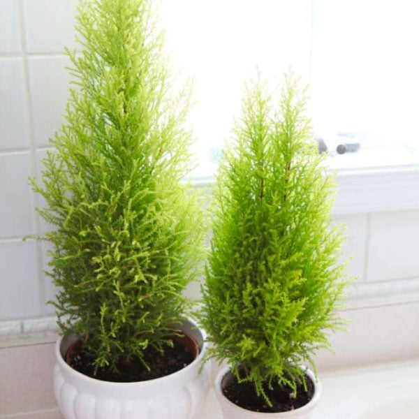 Monterey Cypress, Cupressus Seed | Urban Farmer