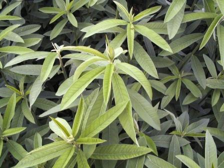 Sunn Hemp, Legumes | Urban Farmer