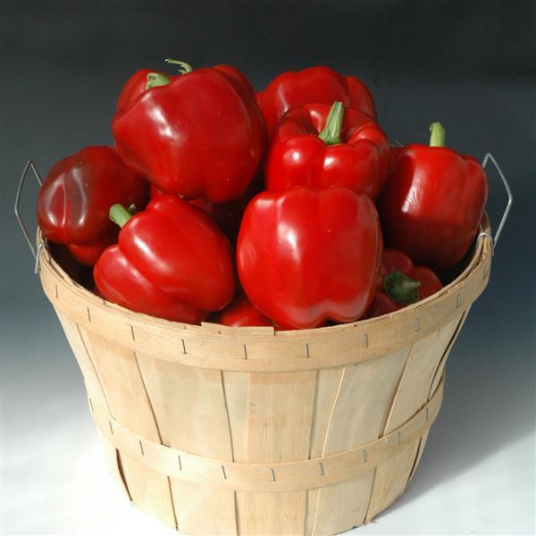 Revolution II, (F1) Pepper Seeds | Urban Farmer