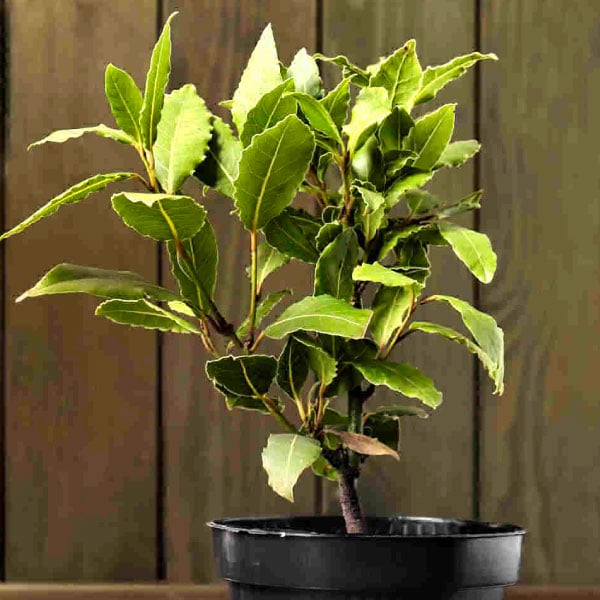 Bay Laurel, Laurus Seed | Urban Farmer