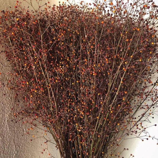 Limon, Talinum Seeds | Urban Farmer