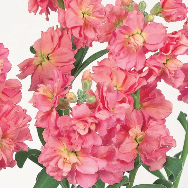 Deep Apricot Quartet, Stock Seeds | Urban Farmer