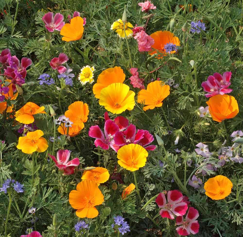 Northwest Native Mix, Wildflower Seed | Urban Farmer