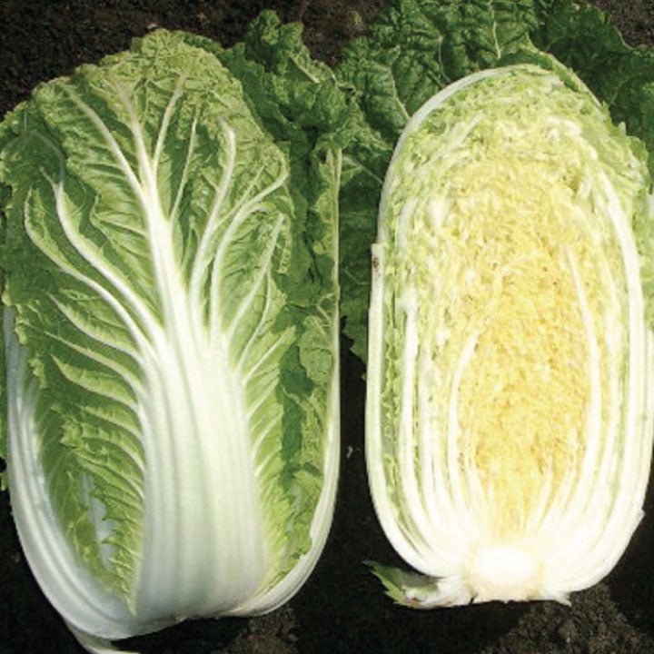 China Star, (F1) Chinese Cabbage Seeds | Urban Farmer