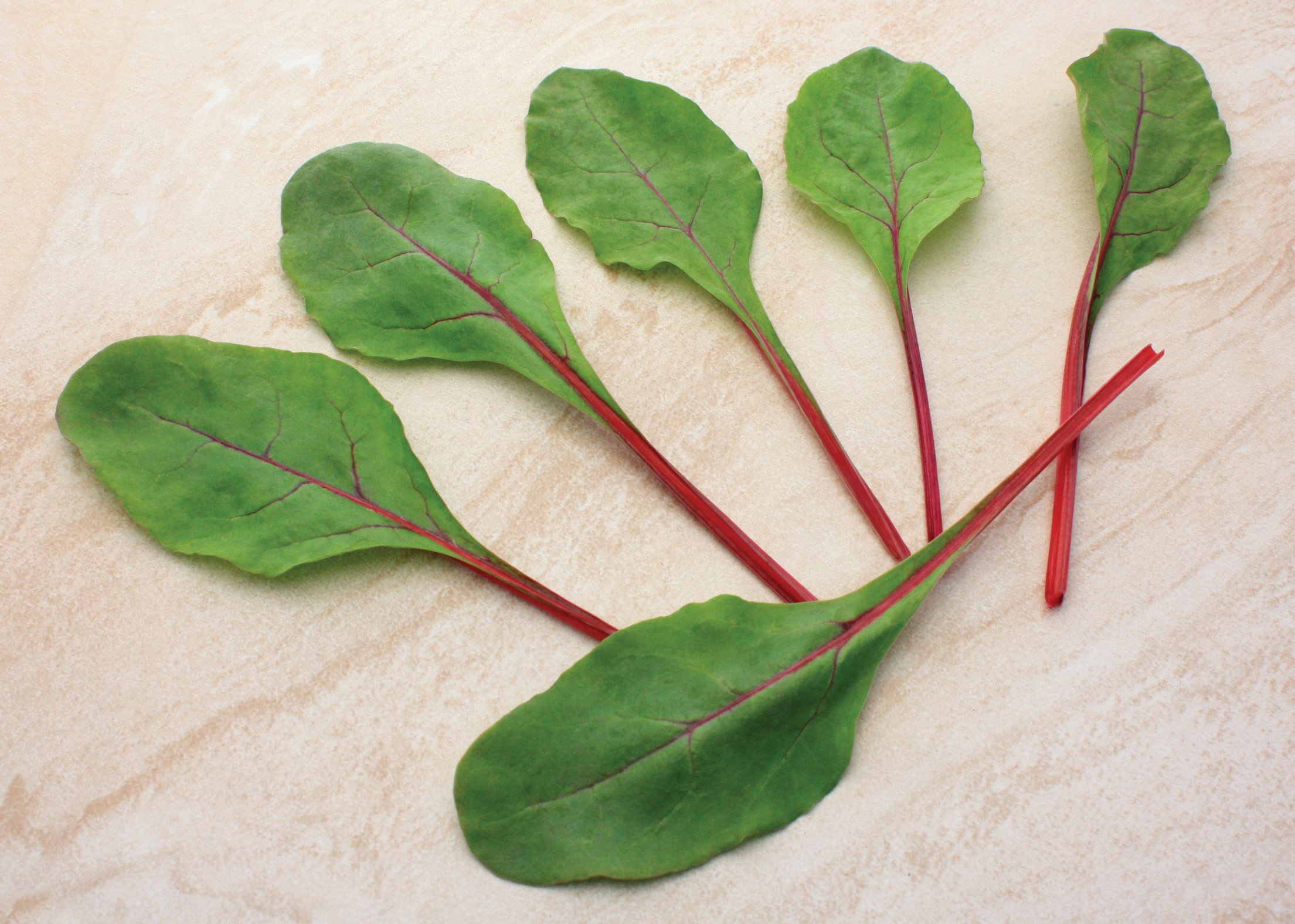 Ruby Fresh, (F1) Swiss Chard Seeds | Urban Farmer
