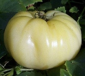 white tomatoes