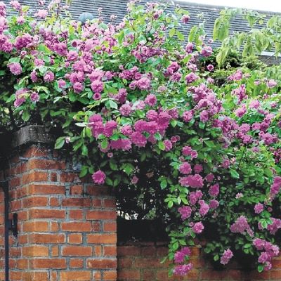 Purple Climbing, Rose Seeds | Urban Farmer