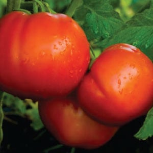 Celebrity, (F1) Tomato Seeds | Urban Farmer