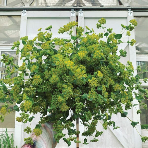 Green Gold, Bupleurum Seeds | Urban Farmer