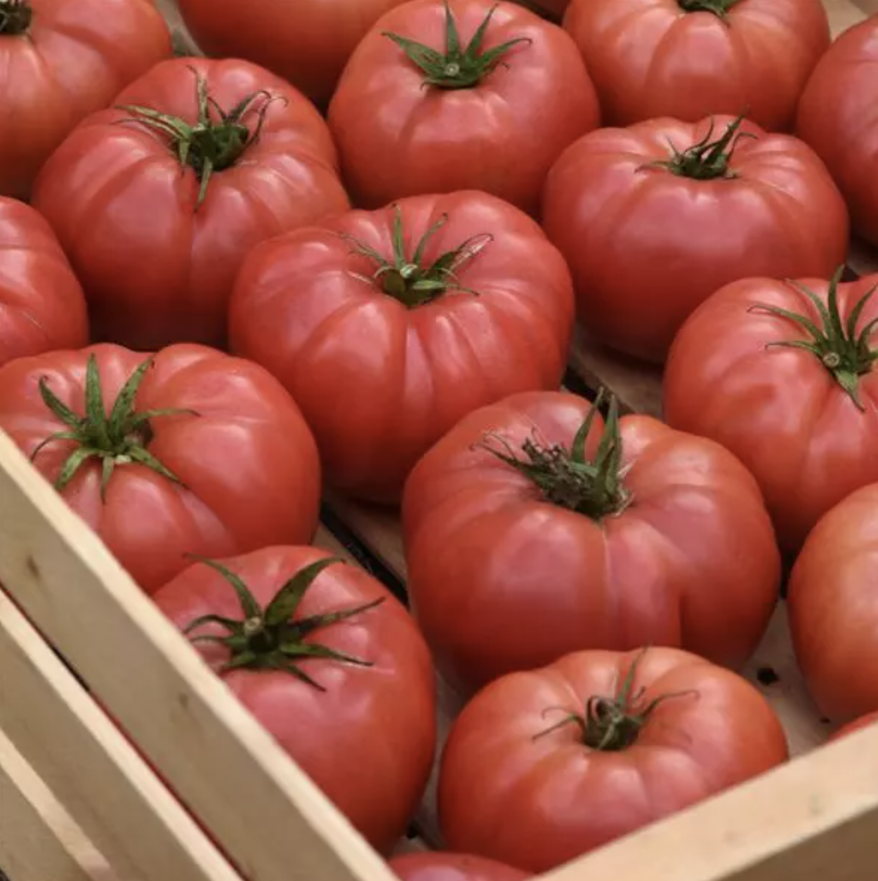 Blushing Star, (F1) Tomato Seeds | Urban Farmer