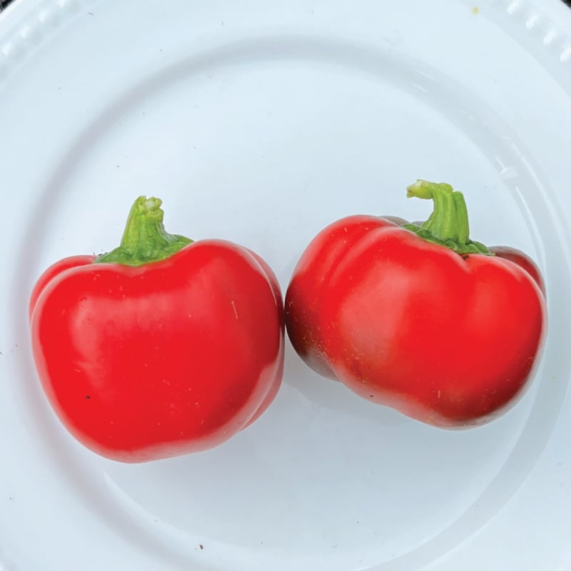 Pimento, Pepper Seeds | Urban Farmer