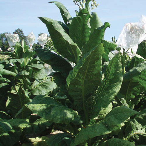 Virginia Gold, Tobacco Seed | Urban Farmer