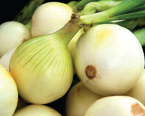Snowball White, Onion Sets | Urban Farmer