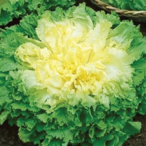 Broadleaf Batavian Endive, Chicory | Urban Farmer