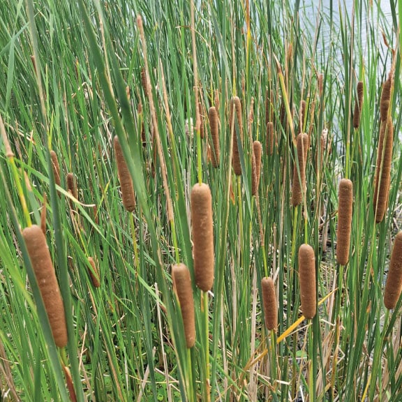 Slender Reed Mace, Typha | Urban Farmer