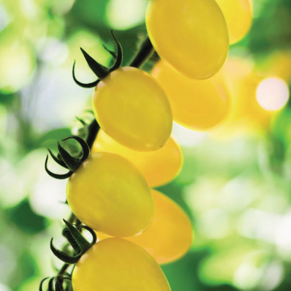 Limoncito, (F1) Tomato Seeds | Urban Farmer