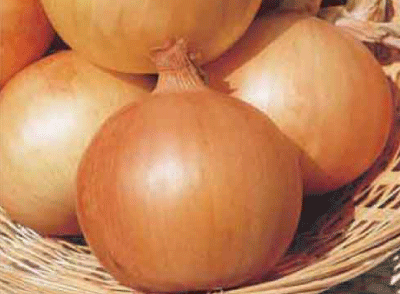 Texas Early Grano, Onion Seeds | Urban Farmer