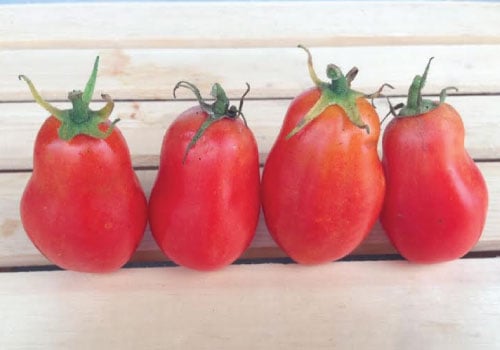 Roma, Tomato Seeds | Urban Farmer