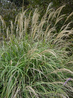 Miscanthus, Ornamental Grass Seed | Urban Farmer