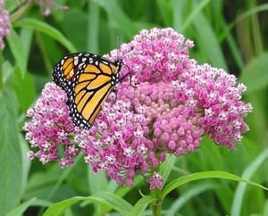 Swamp, Asclepias (Butterfly Weed) | Urban Farmer