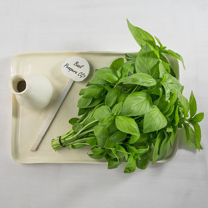 Prospera® DMR (CG1), (F1) Organic Basil Seeds | Urban Farmer