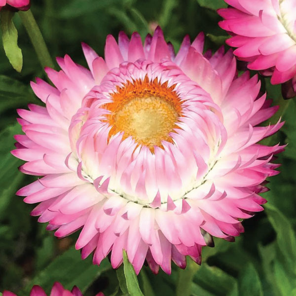 Monster Bright Pink, Strawflower Seeds | Urban Farmer