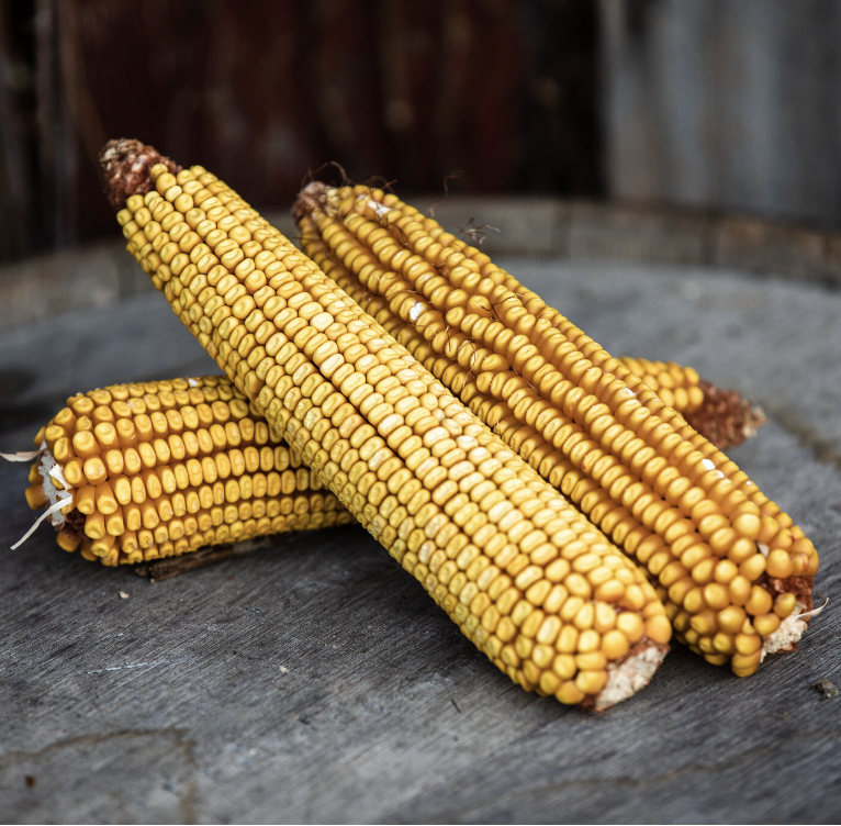 Green Field, Corn Seed | Urban Farmer