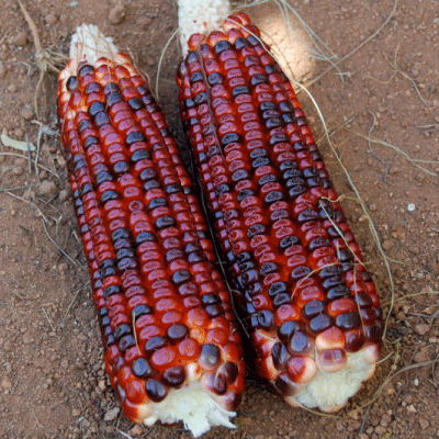 Bloody Butcher, Corn Seed | Urban Farmer