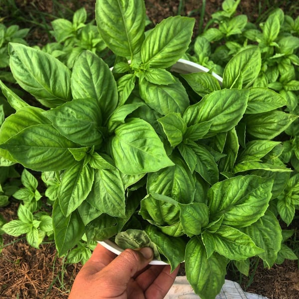 Nufar, Organic Basil Seeds | Urban Farmer