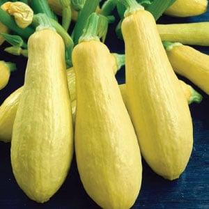Early Prolific Straightneck, Squash Seeds | Urban Farmer