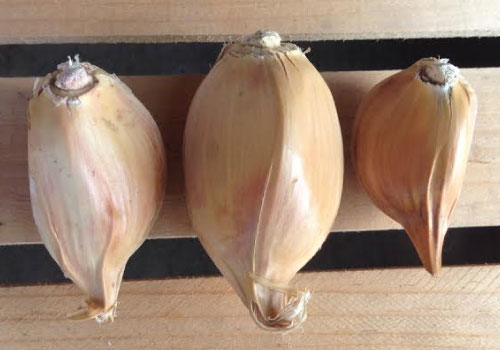 Elephant, Garlic Bulbs | Urban Farmer