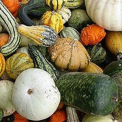 Large Mix, Gourd Seeds | Urban Farmer