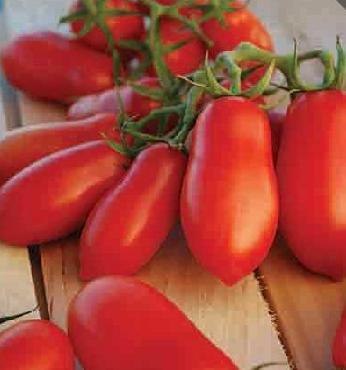 Ten Fingers of Naples, Tomato Seeds | Urban Farmer