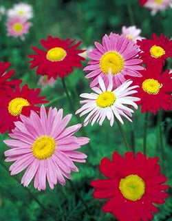 Painted, Daisy Seeds | Urban Farmer