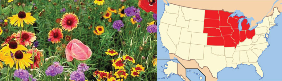 Wildflowers | Urban Farmer